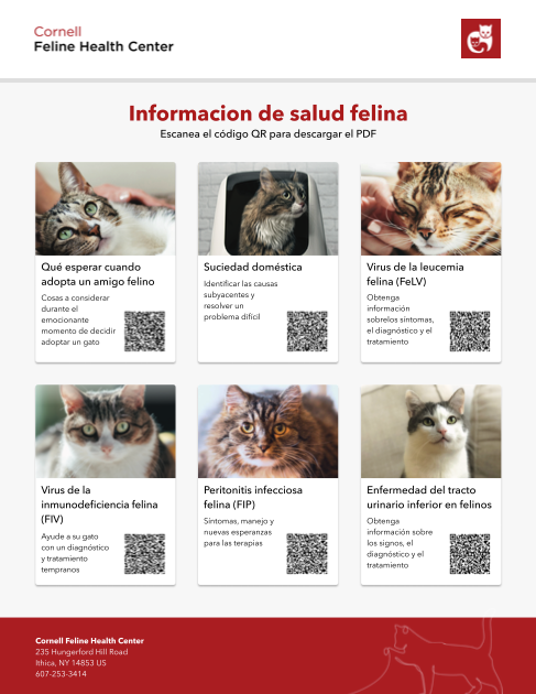 Spanish Translated Feline Health Information