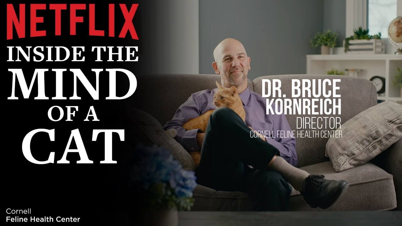 Inside the Mind of a Cat | Dr. Bruce Kornreich | Netflix